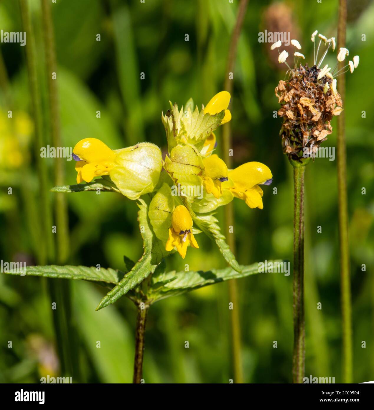 Yellow Rattle and Plantain in a Welsh hay meadow. number 3948 Stock ...