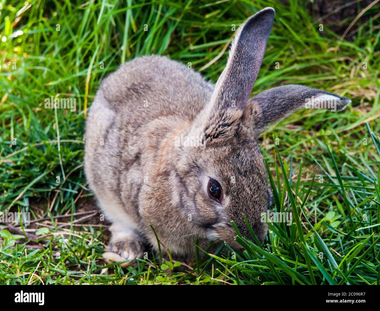 Animal moustaches hi-res stock photography and images - Alamy