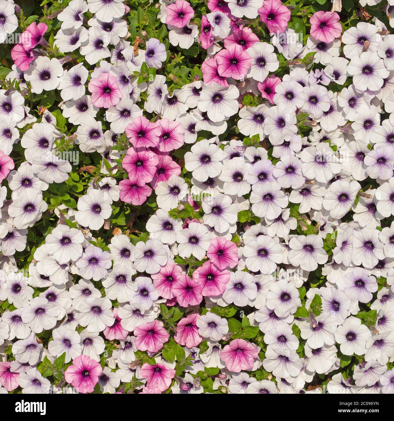 Flowering petunias in summer Stock Photo - Alamy