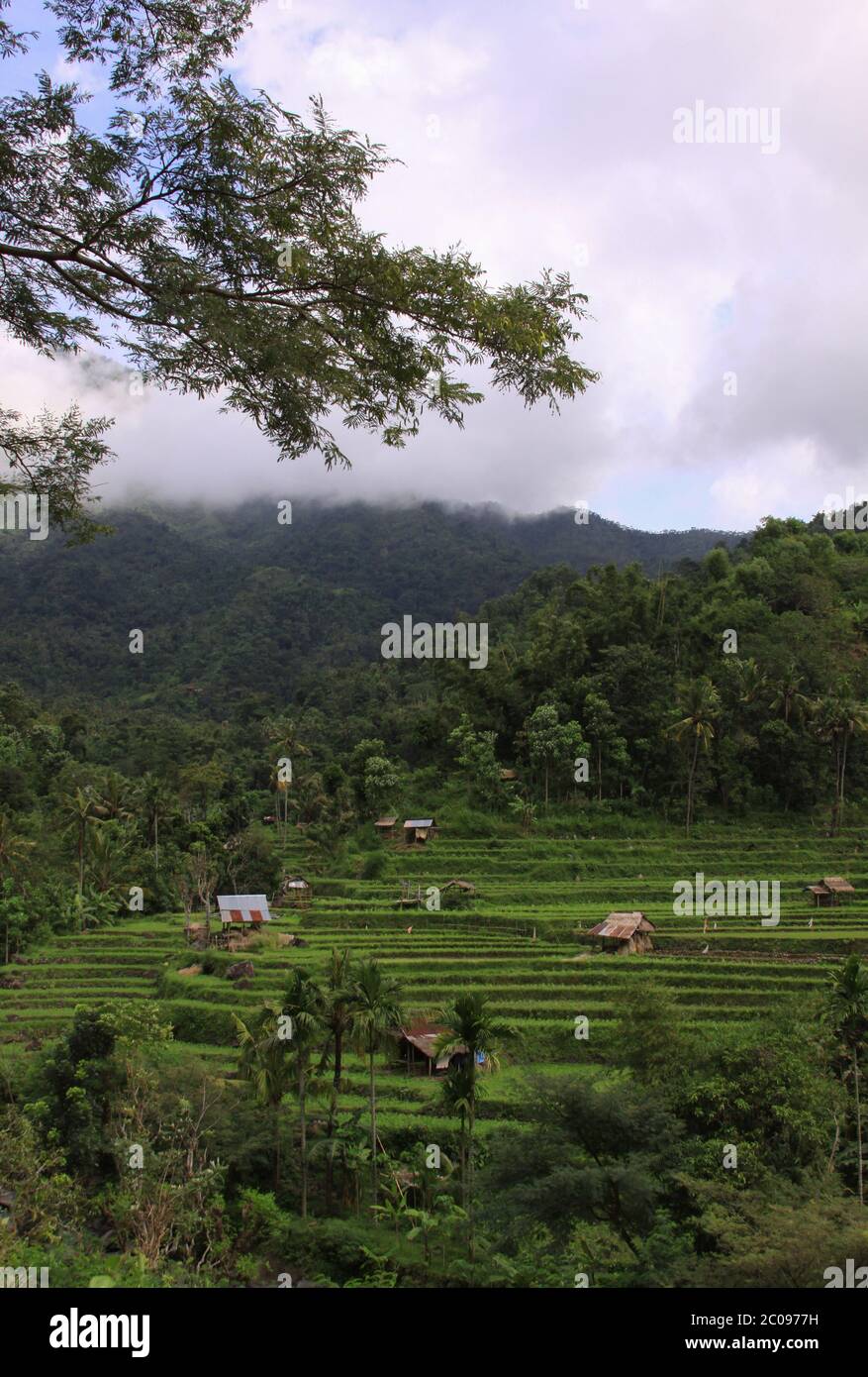 Rice paddy beautiful vertical landscape with huts at the foot of a ...