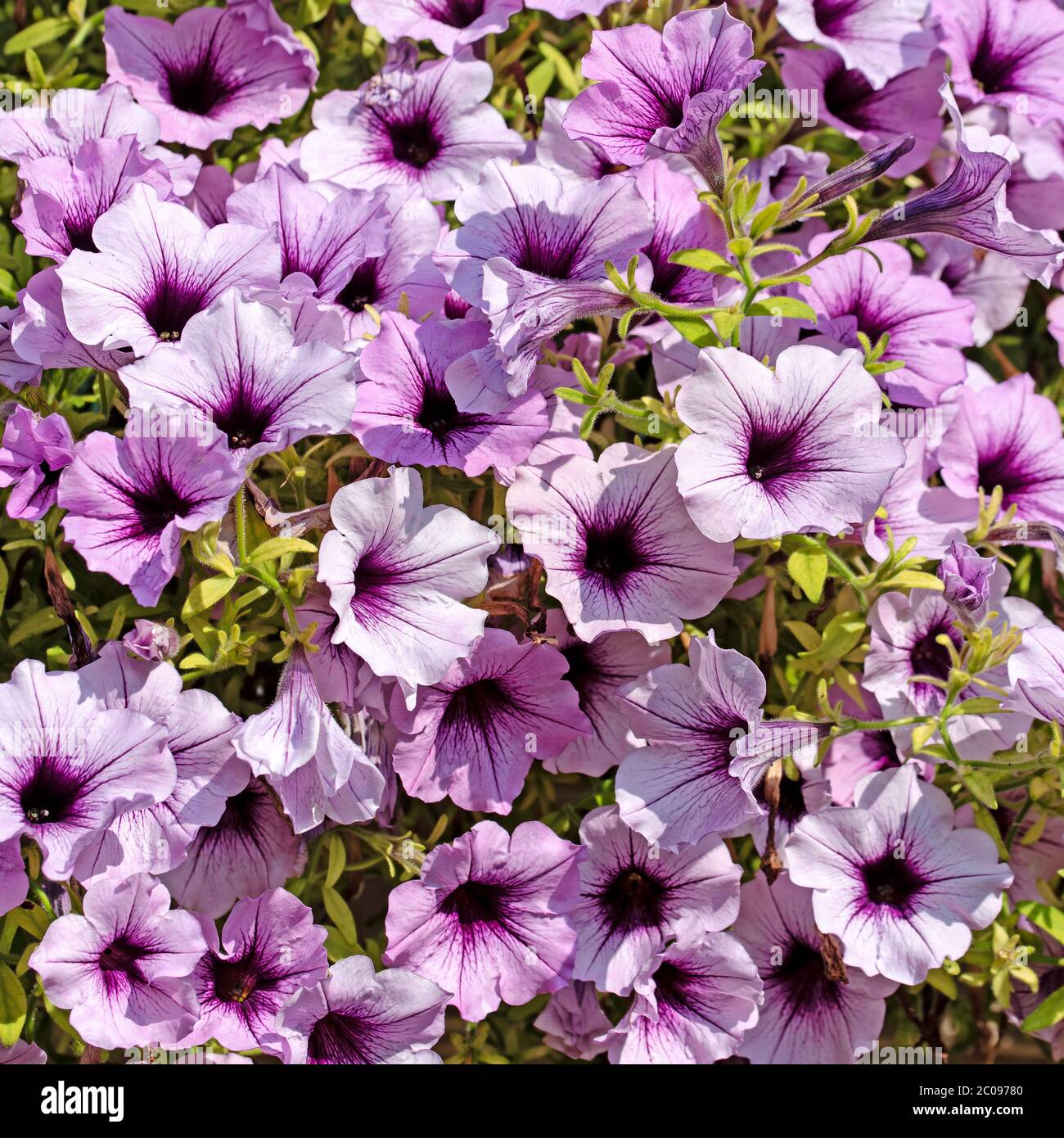 Flowering petunias in summer Stock Photo - Alamy