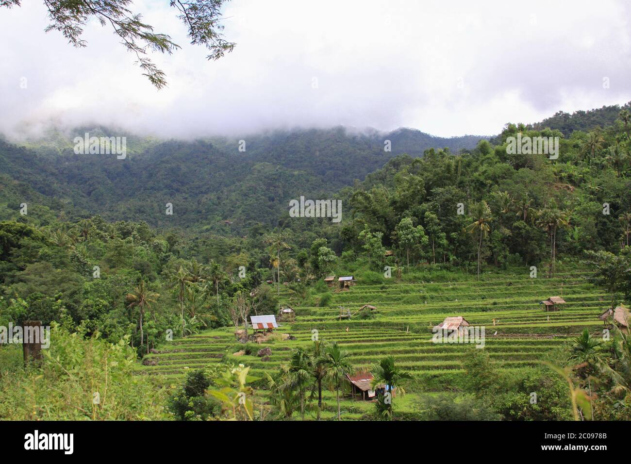 Rice paddy beautiful horizontal landscape, with huts at the foot of a ...