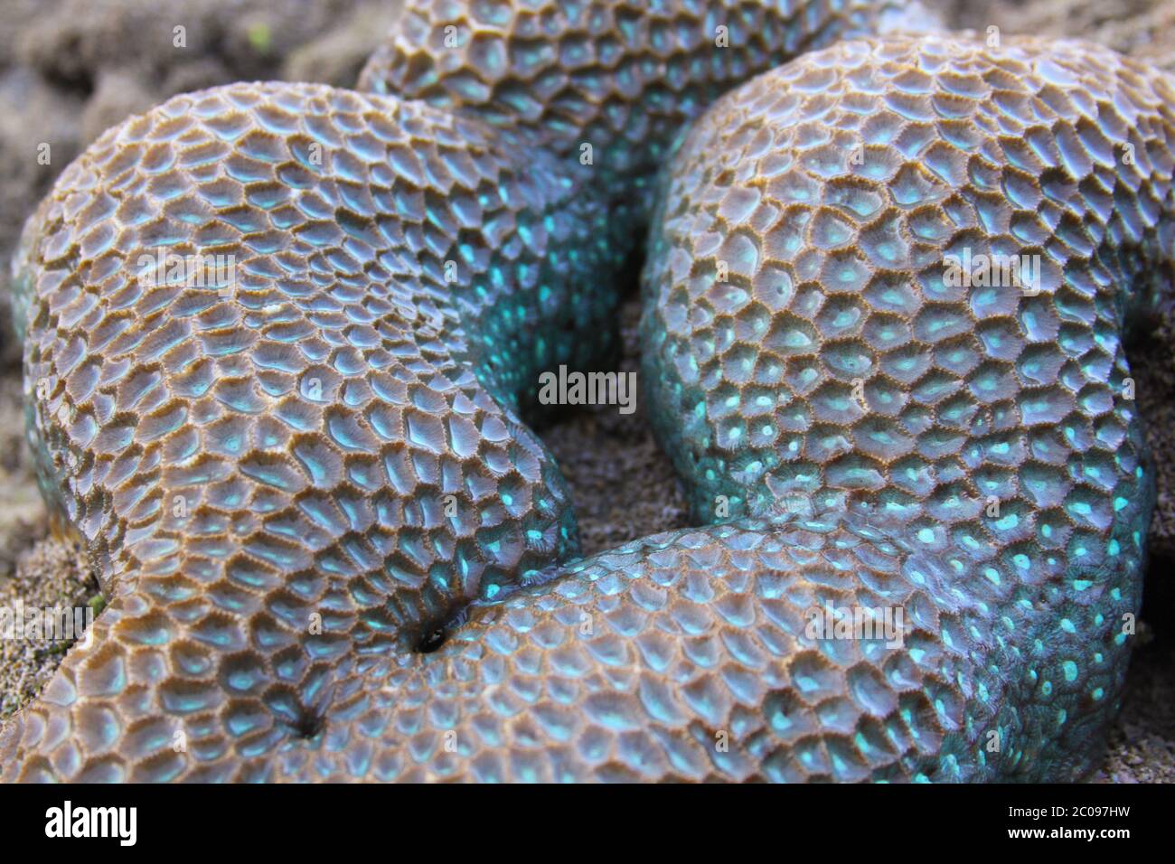 Closeup detail of turquoise color and complex structure pattern of ...