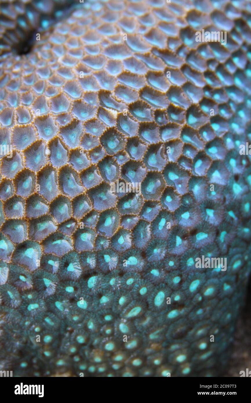 Closeup detail of turquoise color and complex structure pattern of ...