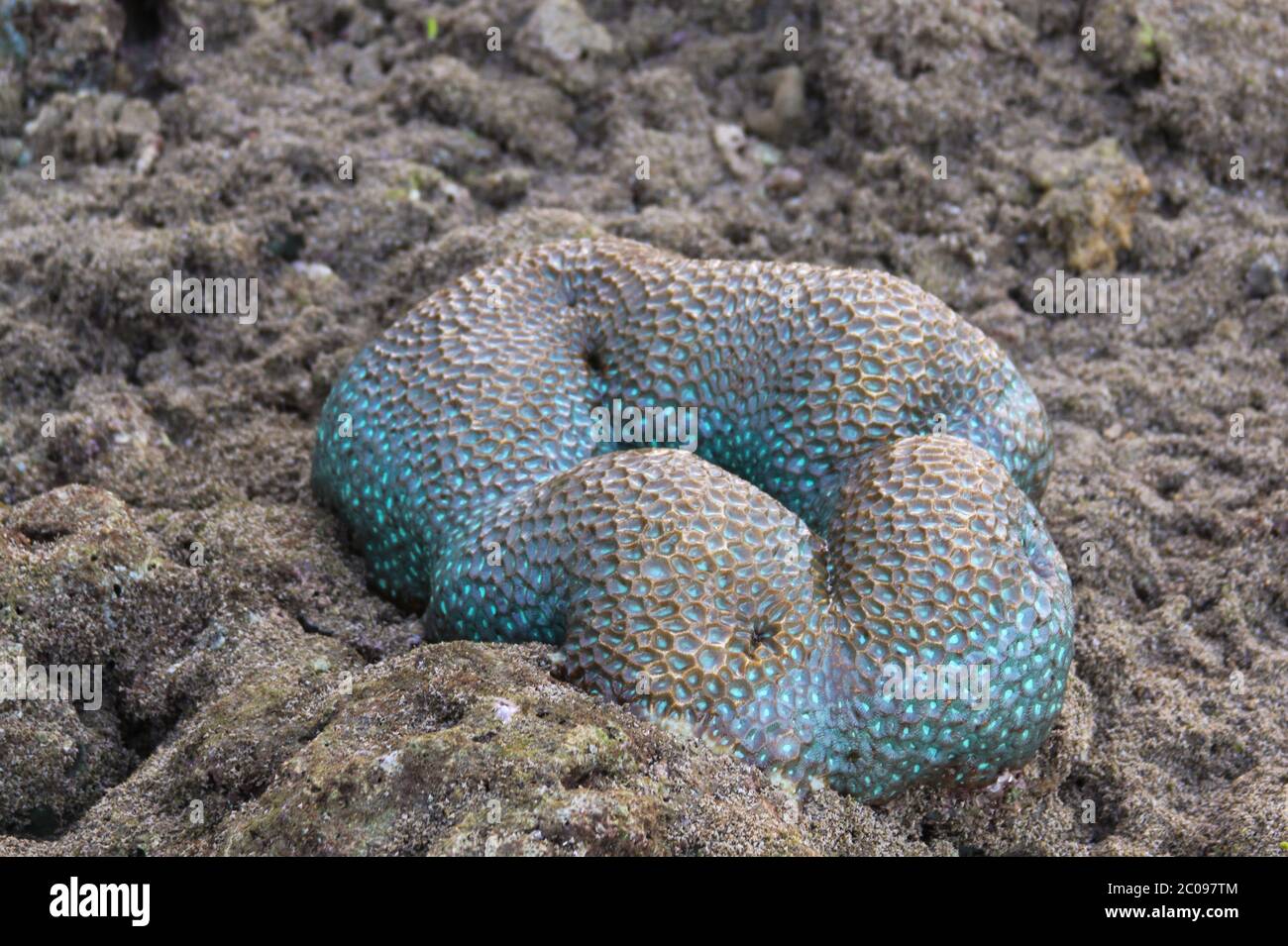 Closeup detail of turquoise color and complex shape pattern of ...