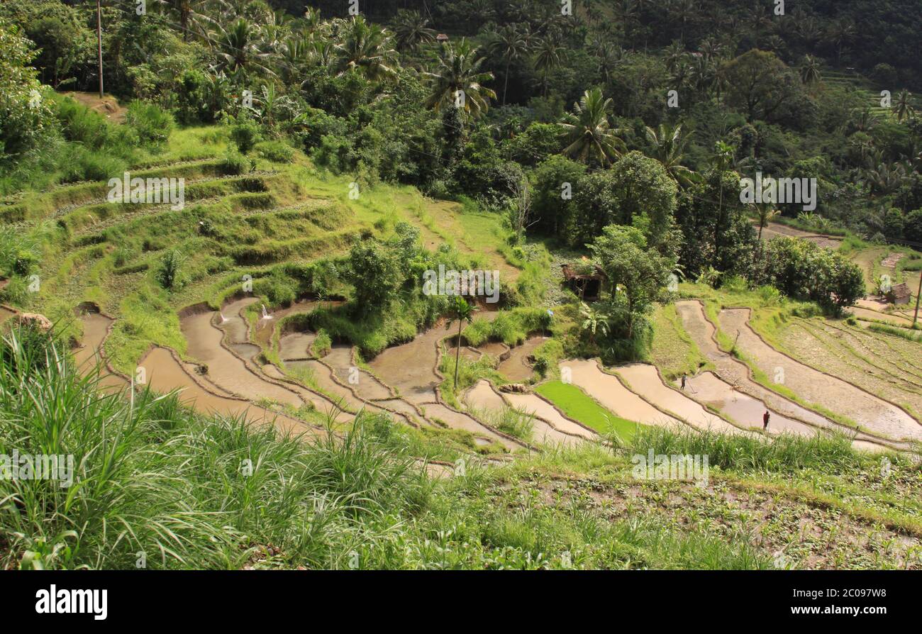 People working on rice fields in valley in Bali, Indonesia. Rice crops ...