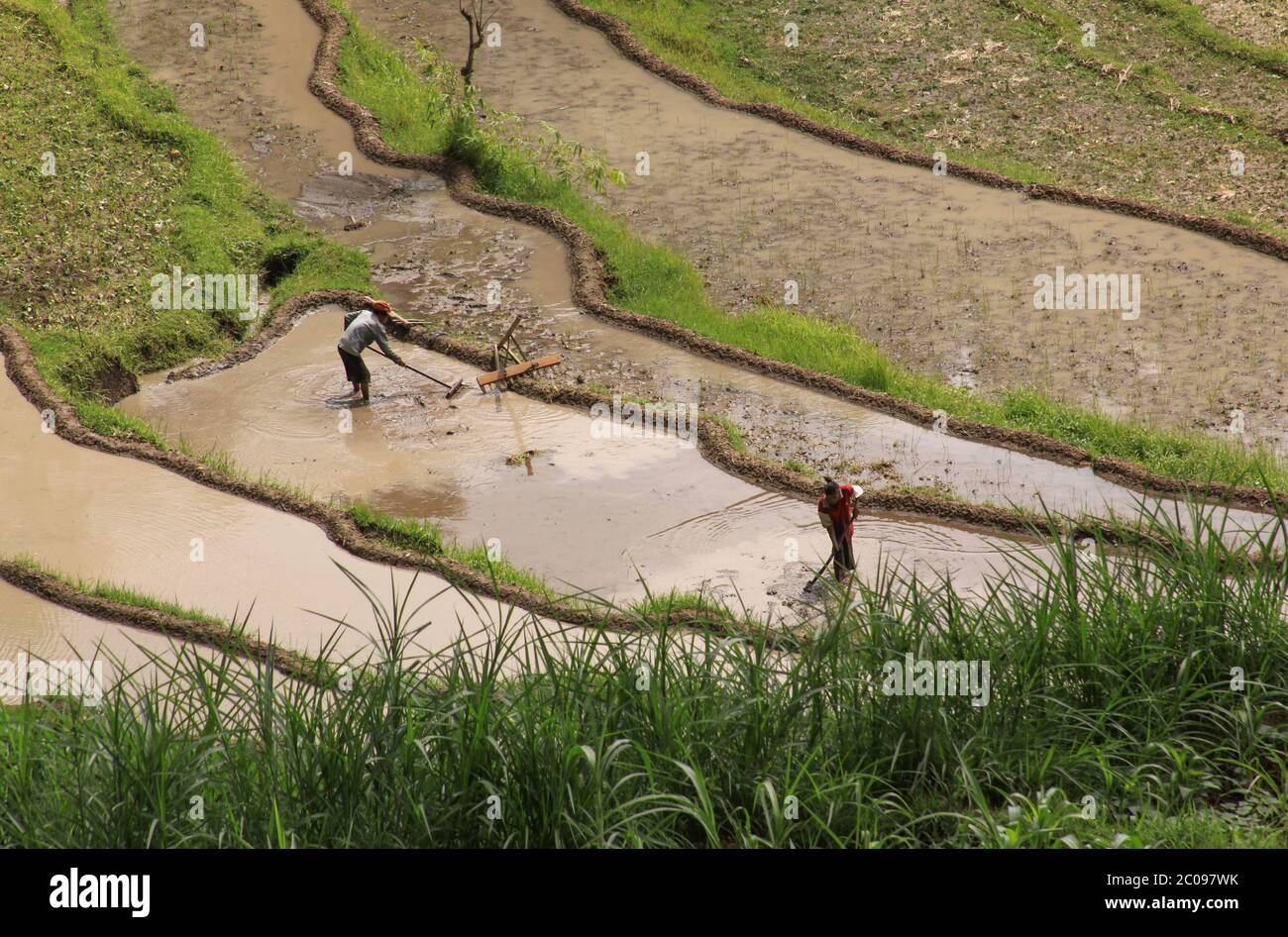 People working on rice fields in valley in Bali, Indonesia. Rice crops ...