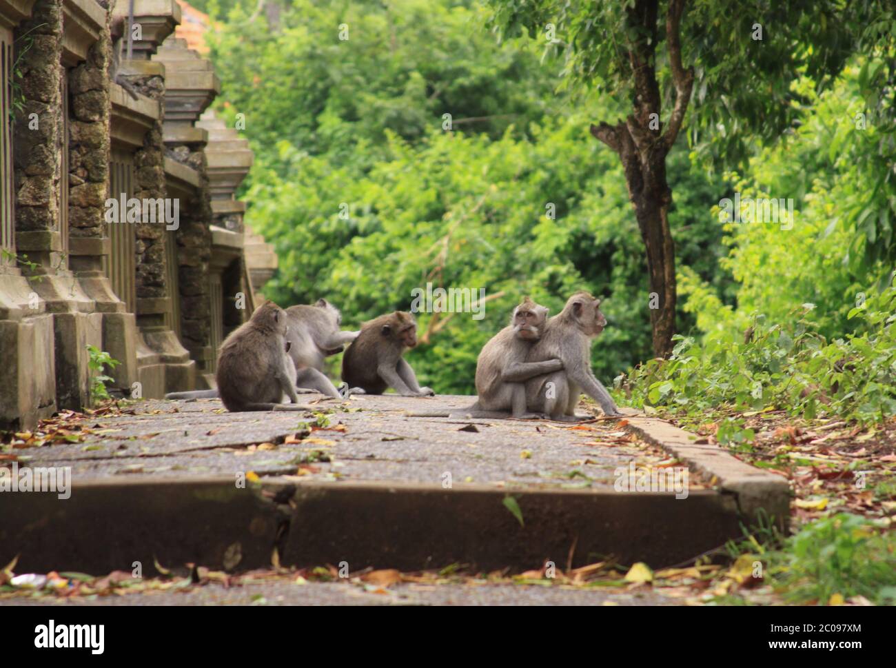 Group of macaque monkeys grooming on the path at Uluwatu, Bali ...