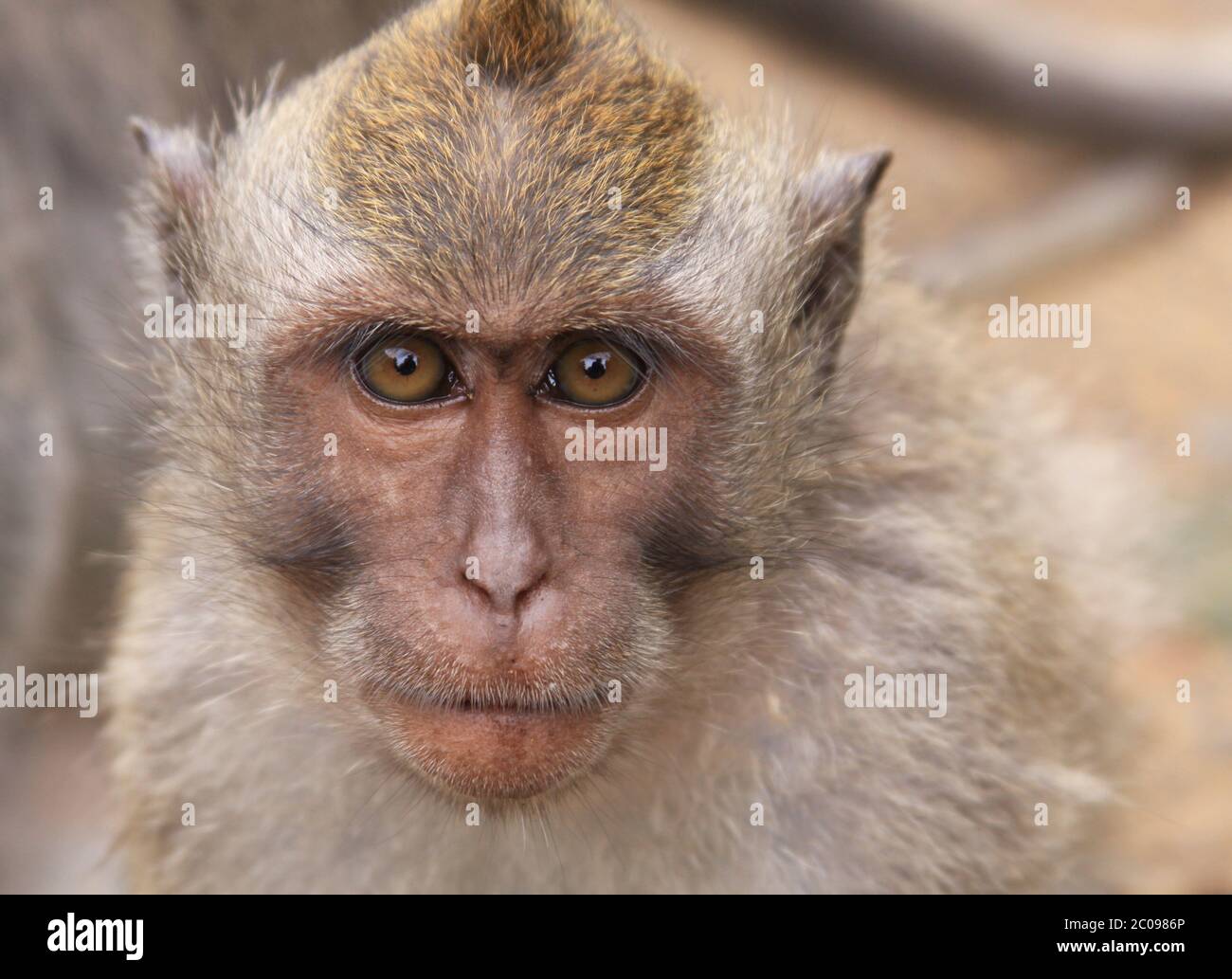 Macaque portrait at Uluwatu temple in Bali, Indonesia Stock Photo - Alamy