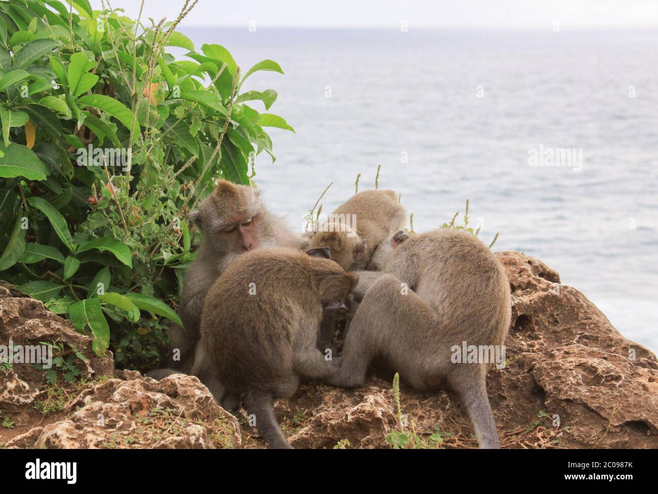 Group of Macaques grooming on the cliffs at Uluwatu temple, Bali ...