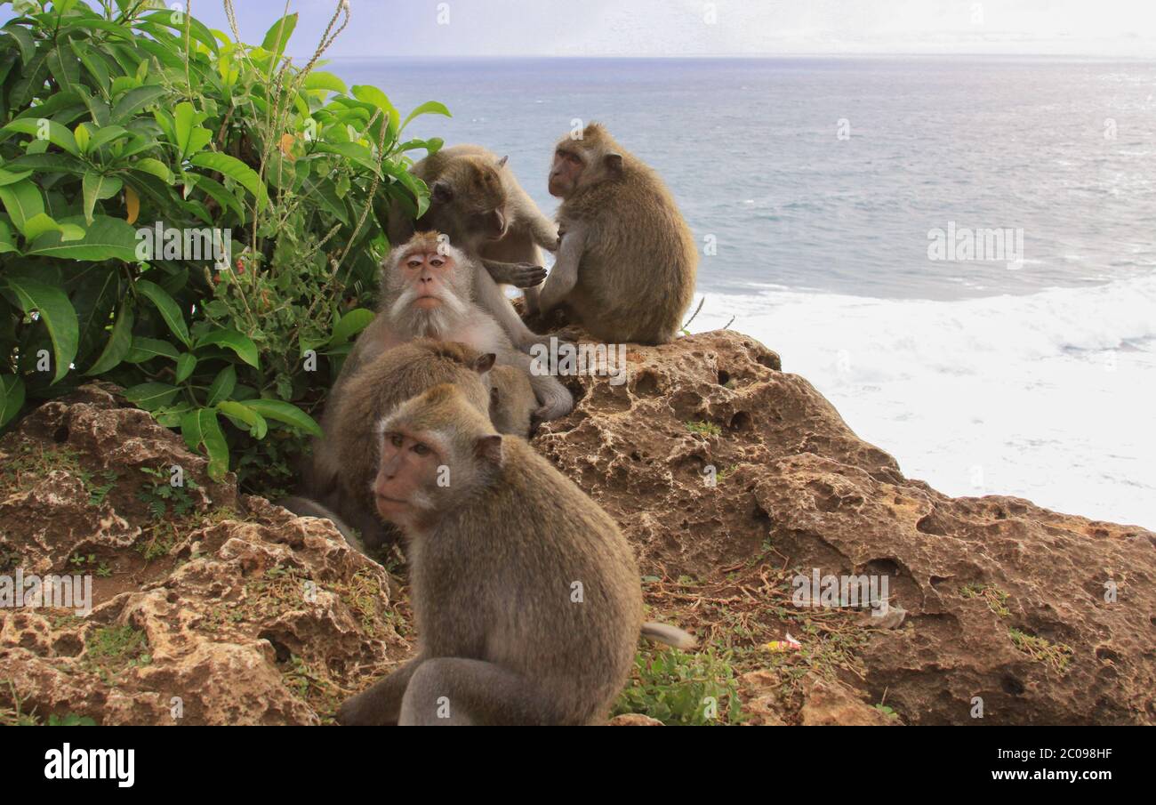Group of five Macaques grooming on the cliffs at Uluwatu temple, Bali ...