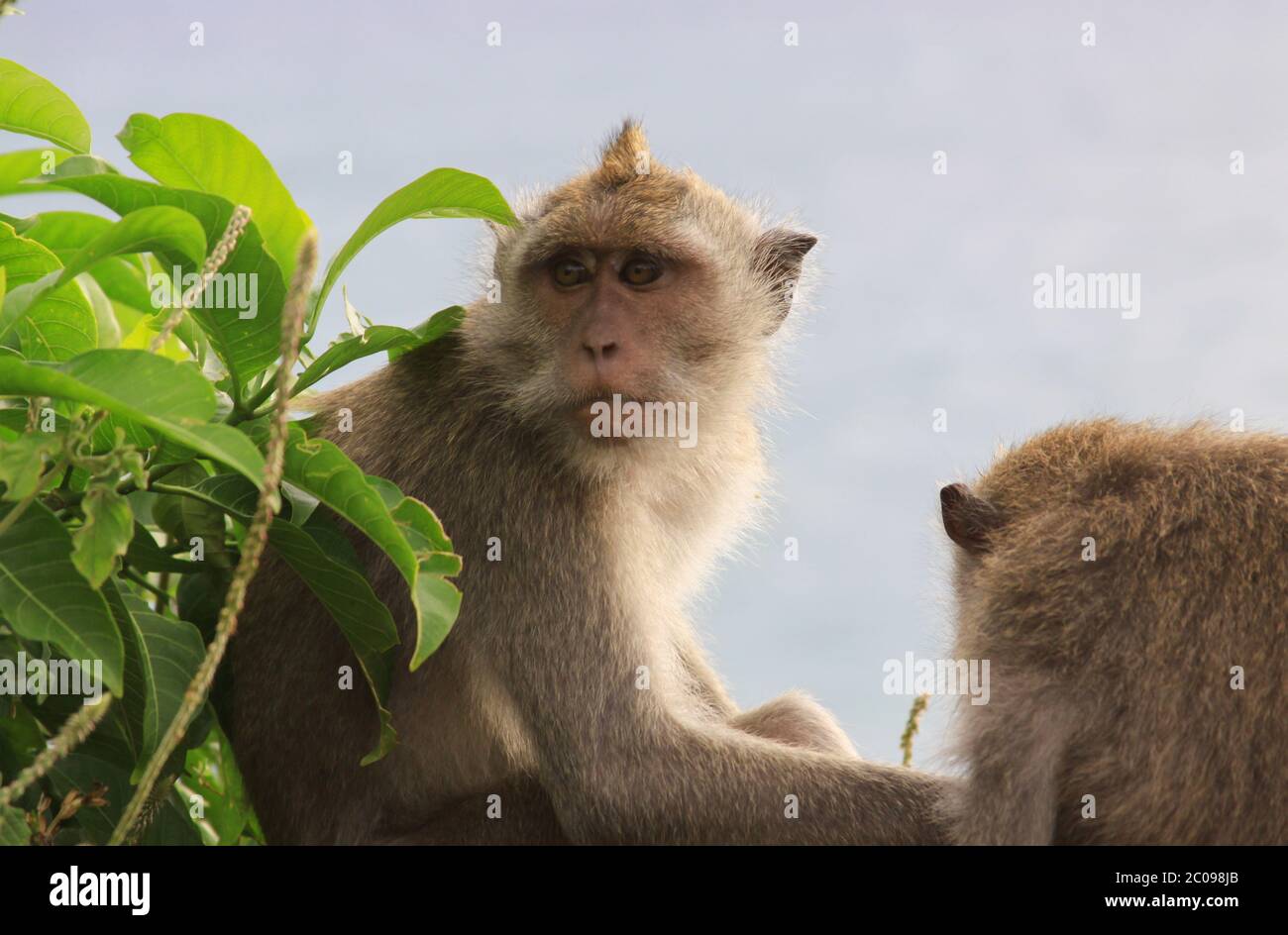 Long tailed macaques at uluwatu temple hi-res stock photography and ...
