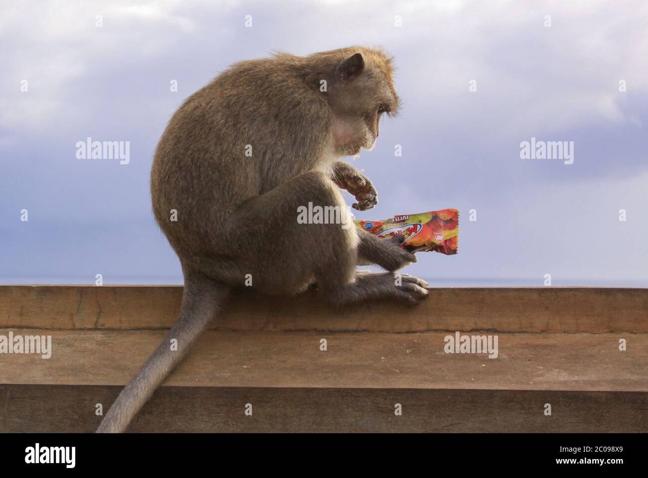 Macaque eating sweets from a plastic packing at Uluwatu temple, Bali ...