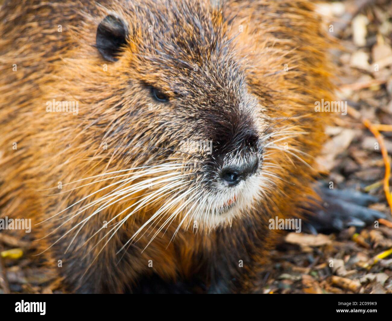Beaver tail close up hi-res stock photography and images - Alamy