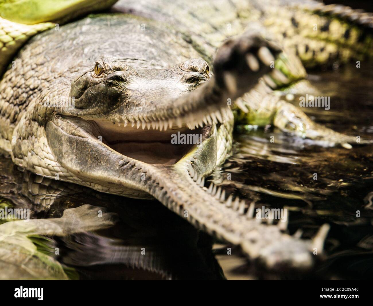 Indian gharial hi-res stock photography and images - Alamy