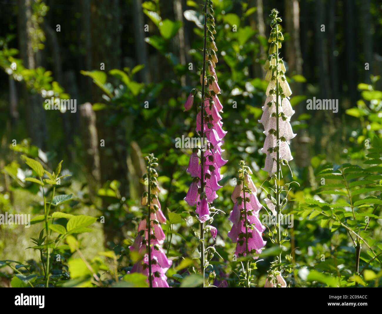 Foxglove in the forest hi-res stock photography and images - Alamy