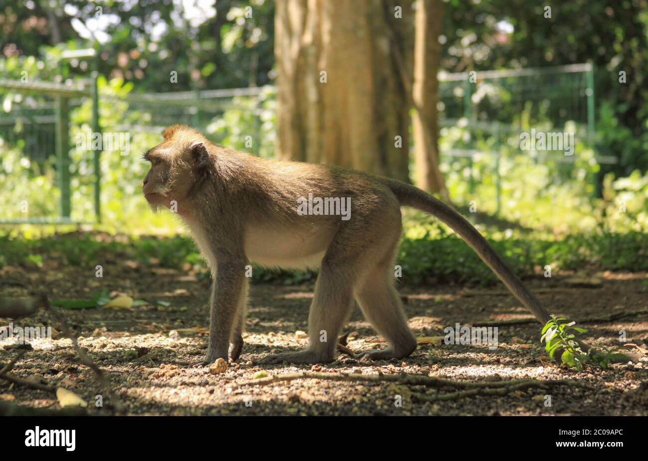 Long tailed macaques at uluwatu temple hi-res stock photography and ...