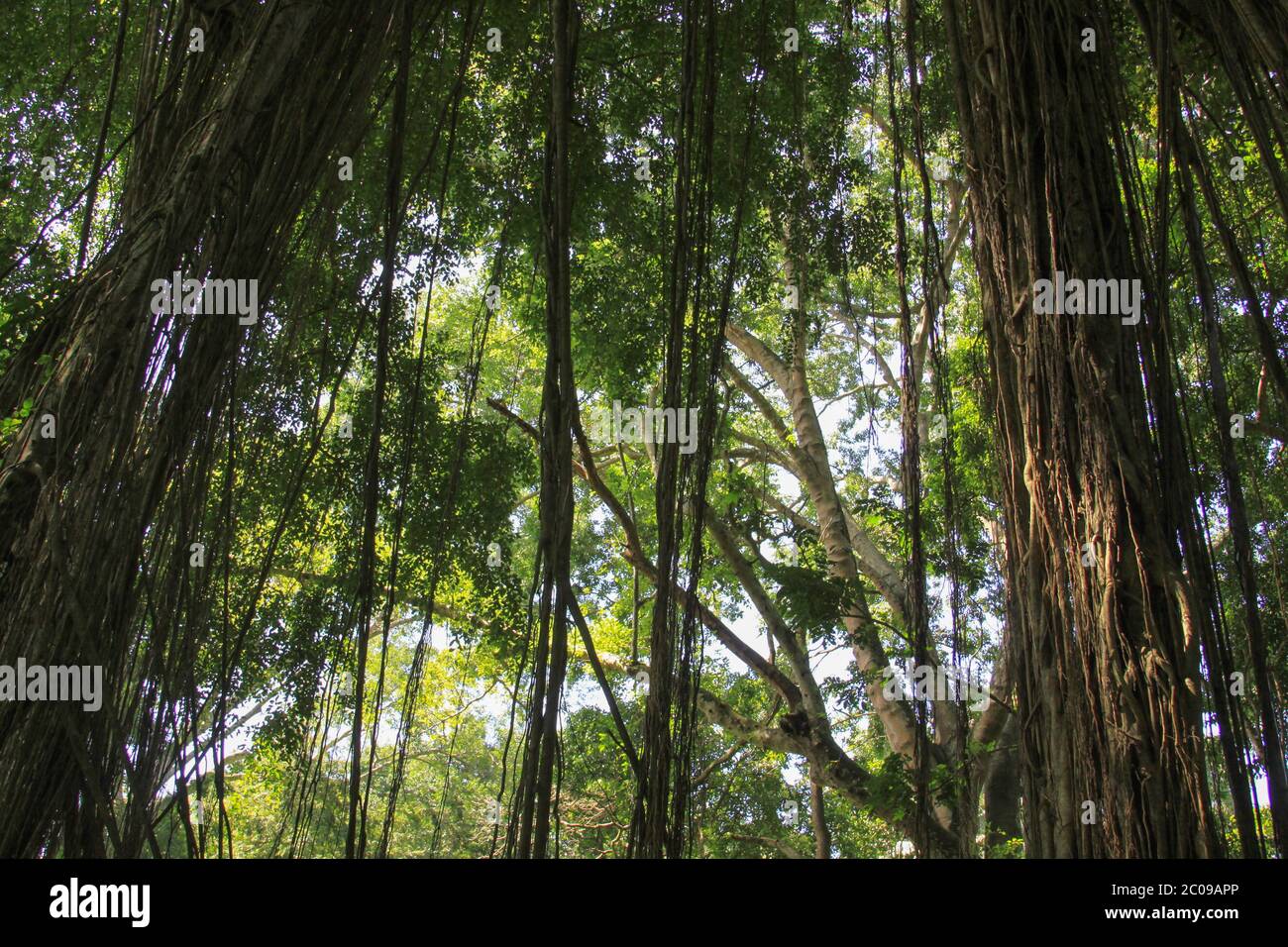 Equatorial rainforest hi-res stock photography and images - Alamy