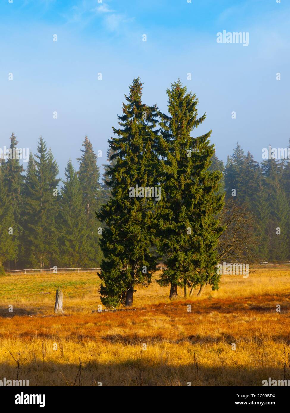 Sky tourism spruce hi-res stock photography and images - Alamy