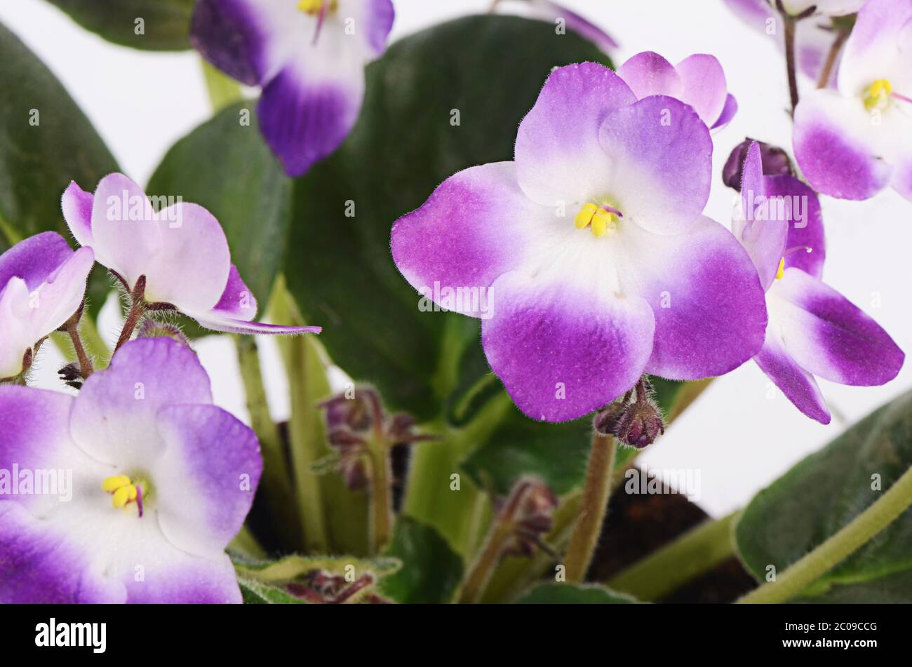 Violet flower isolated on white background Stock Photo - Alamy