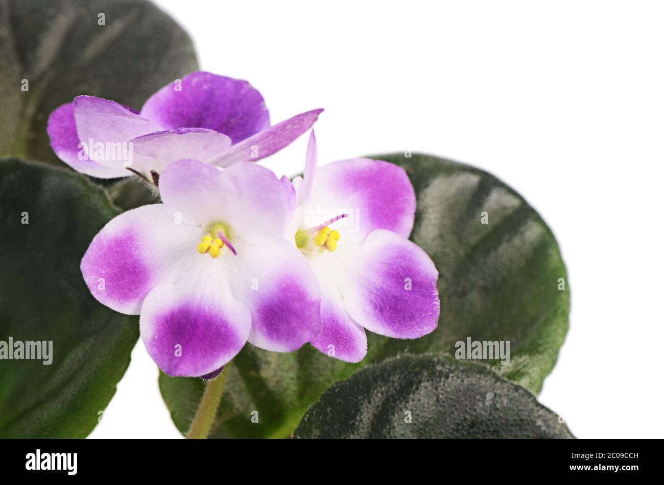 Violet flower isolated on white background Stock Photo - Alamy
