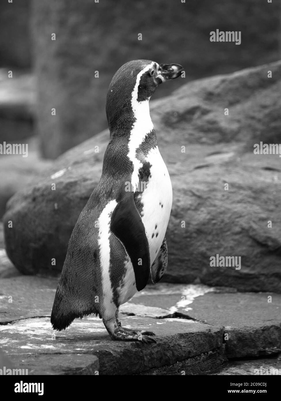 The Humboldts Penguin or Peruvian Penguin standing on the ground Stock ...