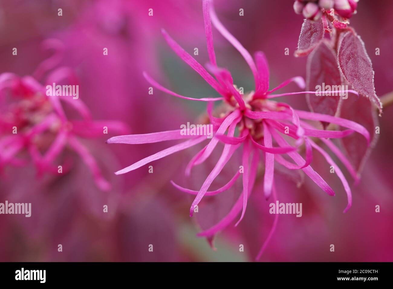 Pretty pink flower petals Stock Photo - Alamy