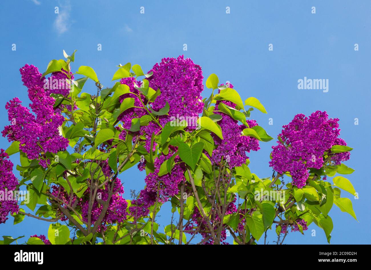 Spring lilac bush hi-res stock photography and images - Alamy