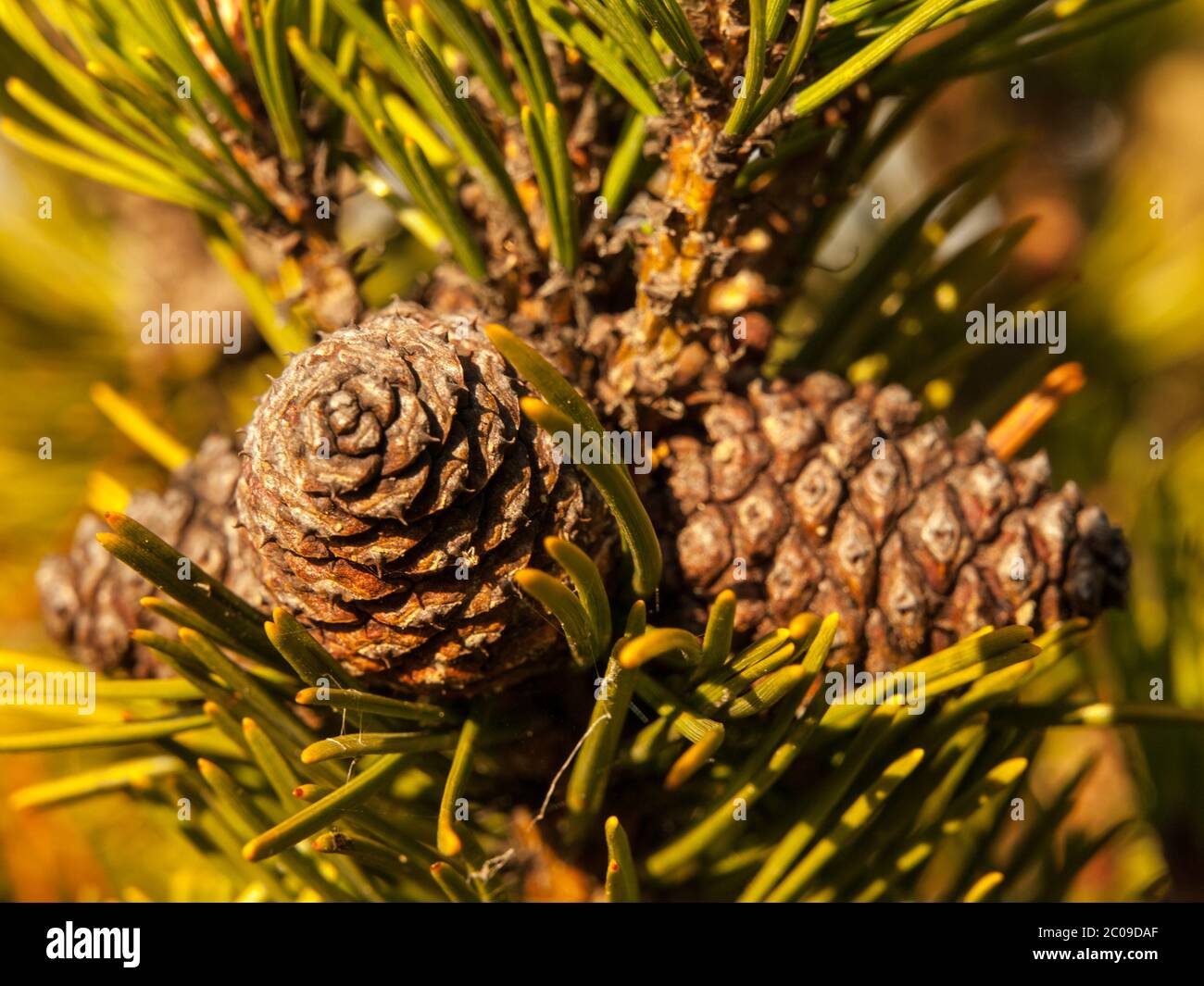 Small plant cones hi-res stock photography and images - Alamy