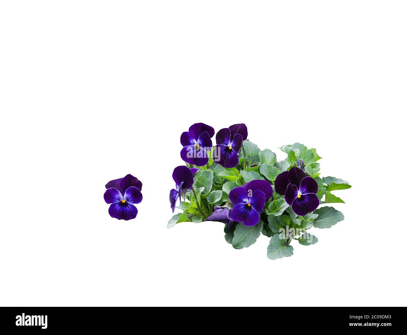 Pansy bouquet arrangement Stock Photo - Alamy