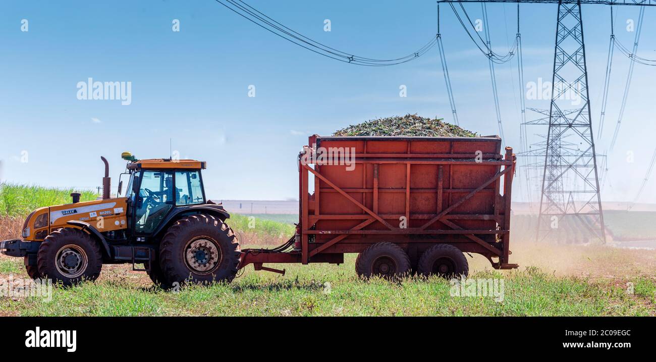 Machine harvesting sugar cane plantation Stock Photo - Alamy