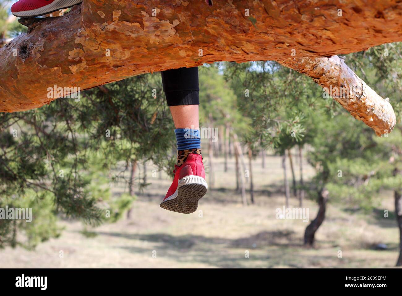 Male foot in a sneaker hanging from a tree trunk. Conifers in a ...