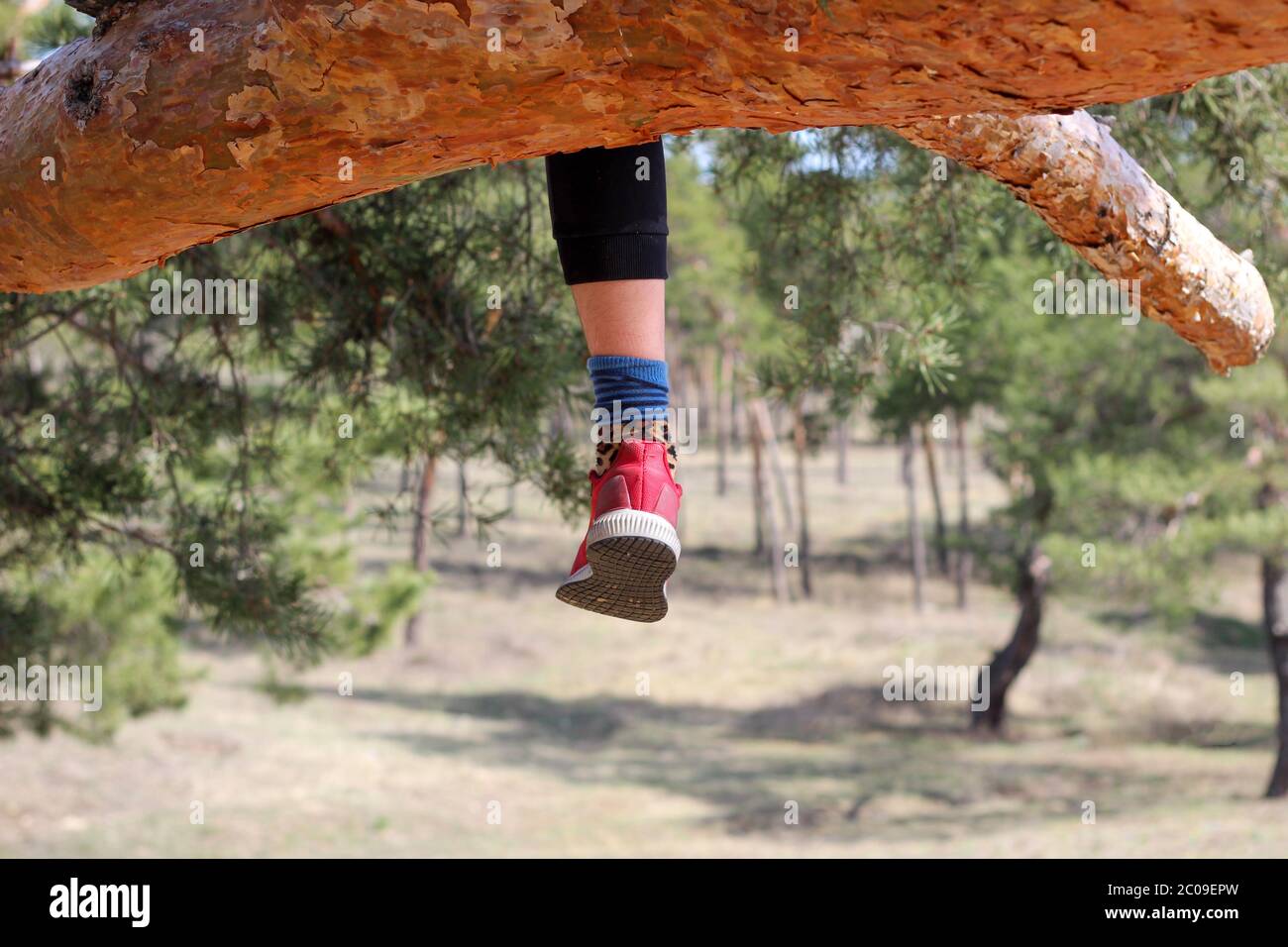 One foot of a child climbing a tree and hanging down against a ...