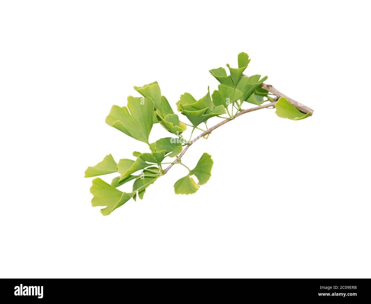 Gingko Biloba branch Stock Photo - Alamy