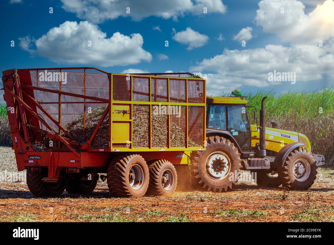 Machine harvesting sugar cane plantation Stock Photo - Alamy