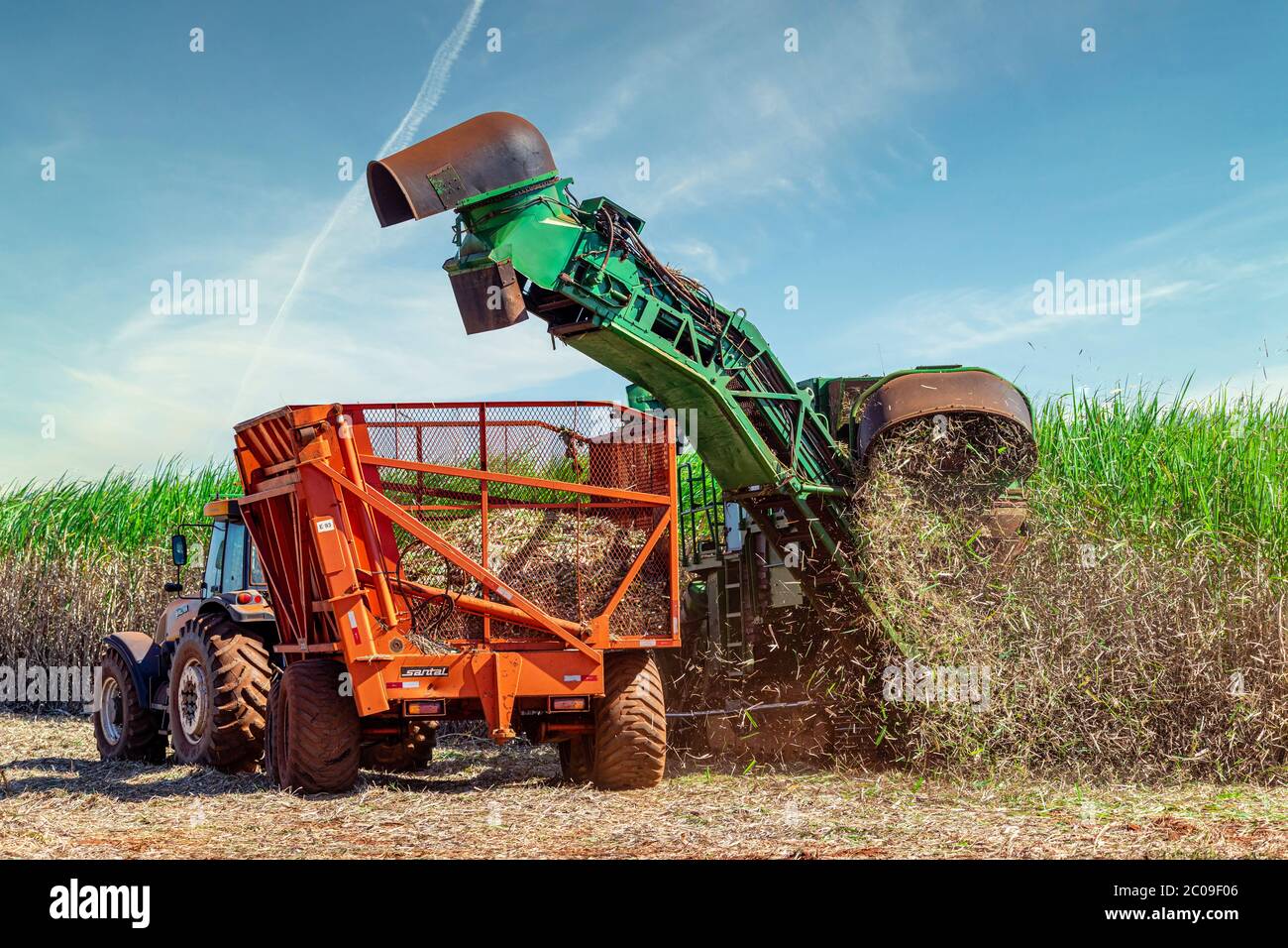 Machine harvesting sugar cane plantation Stock Photo - Alamy
