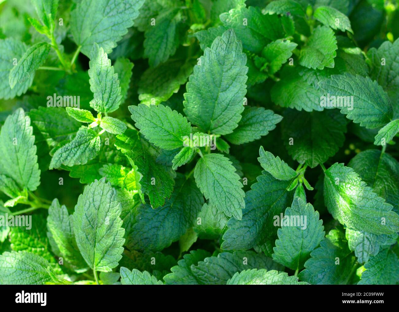 Fresh green mint leaves illuminated by sunlight. Plant background Stock ...