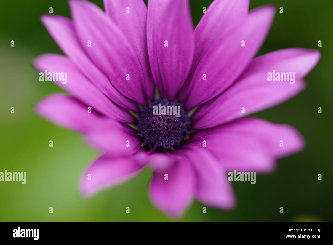 African daisy flower, up close Stock Photo - Alamy