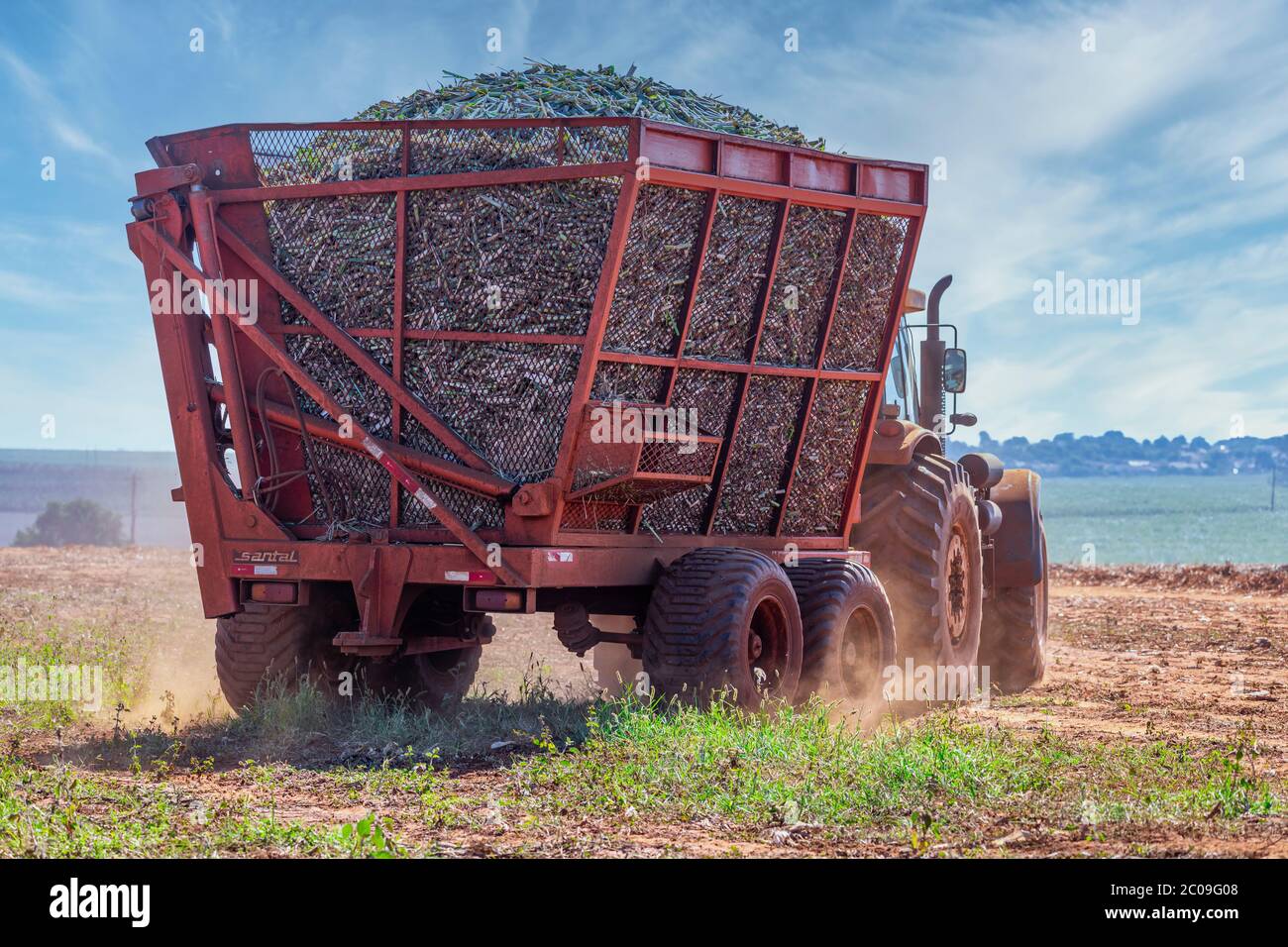 Sugarcane field harvested row hi-res stock photography and images - Alamy