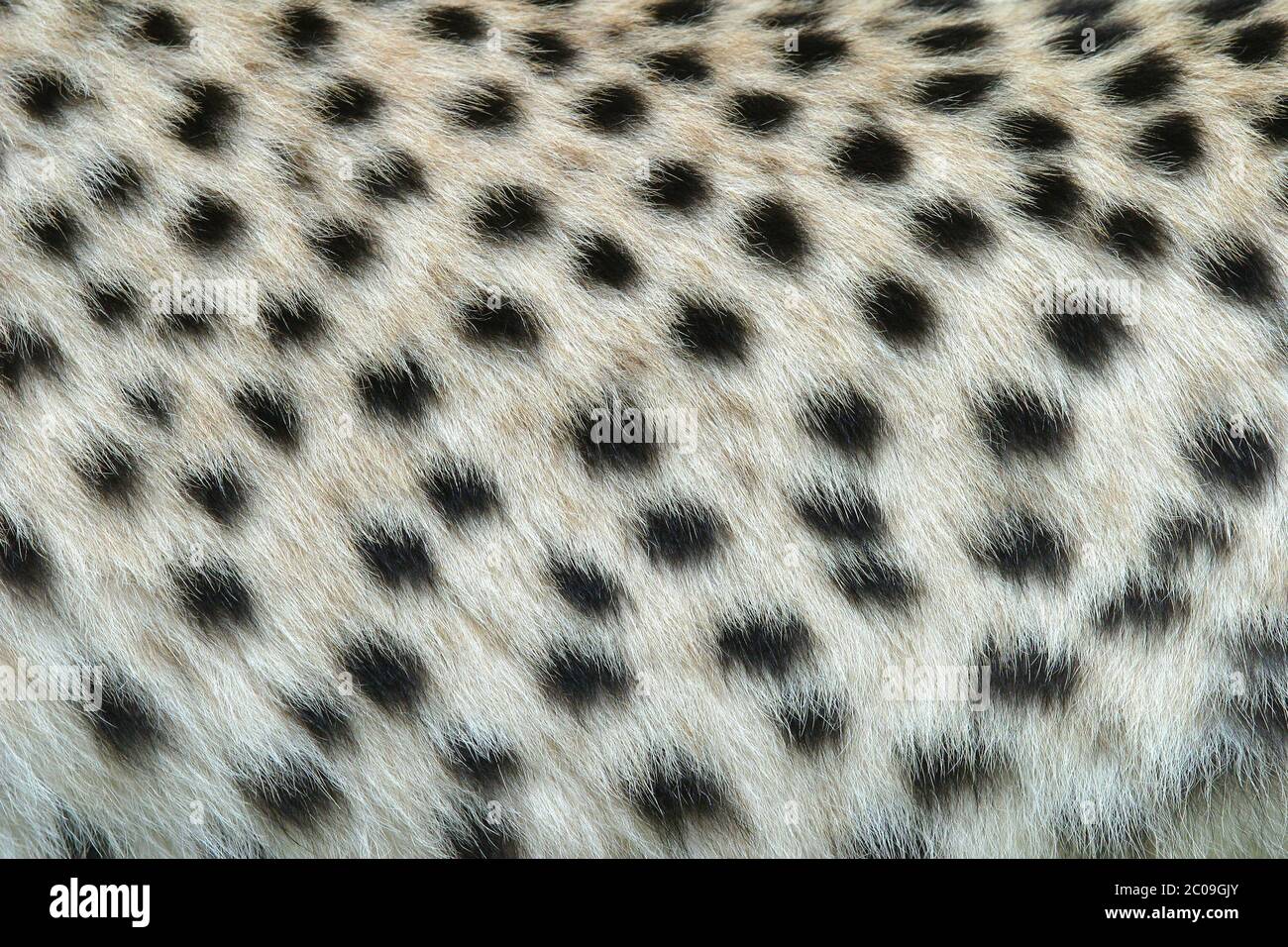 Skin of the leopard Stock Photo - Alamy