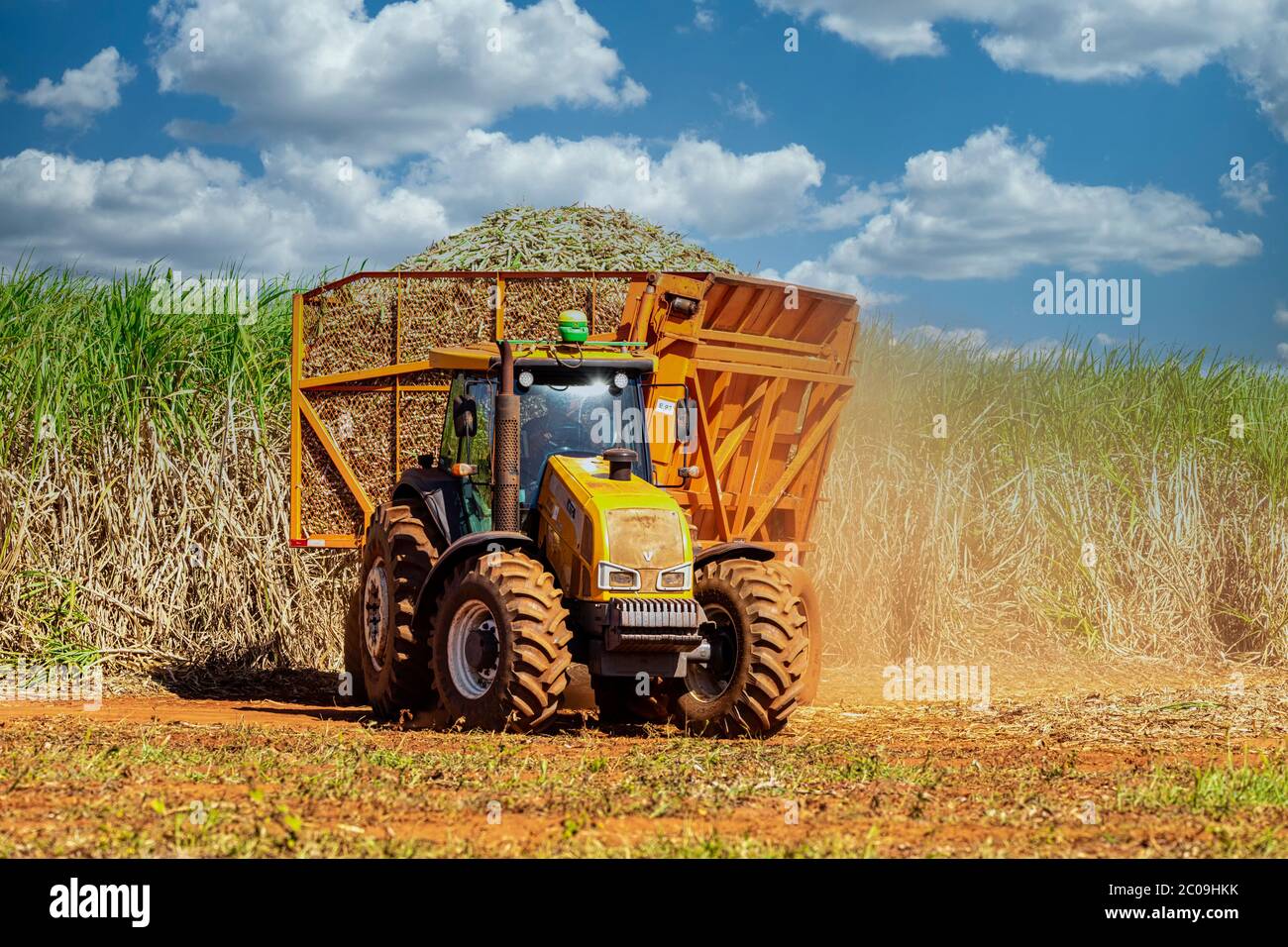 Machine harvesting sugar cane plantation Stock Photo - Alamy