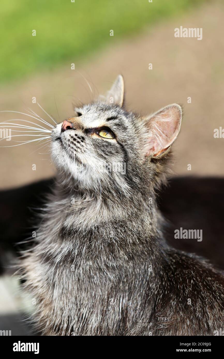 Beautiful cats photographed Stock Photo - Alamy