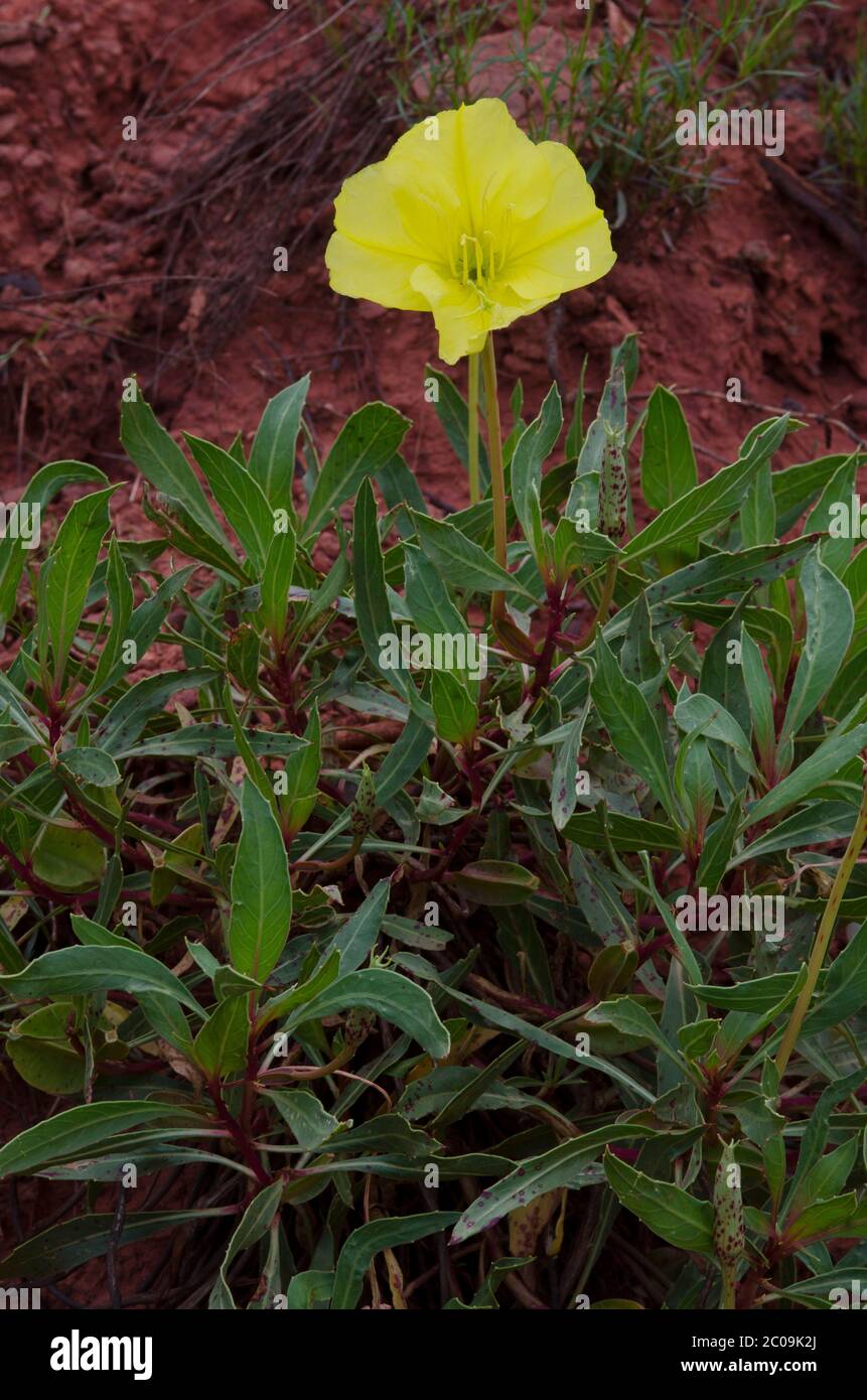 Missouri Evening Primrose, Oenothera macrocarpa Stock Photo - Alamy