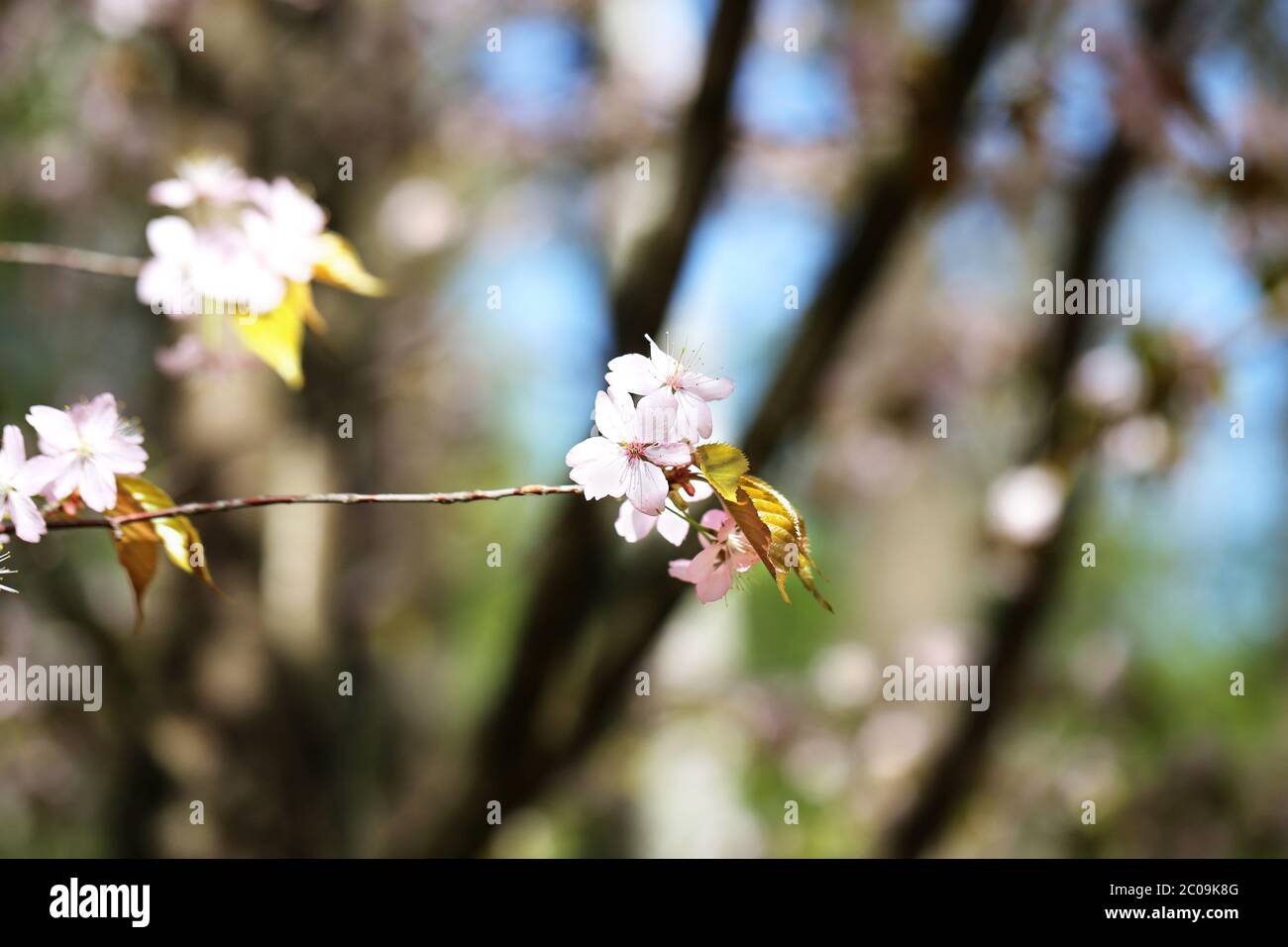 Spring flowers on the tree Stock Photo - Alamy