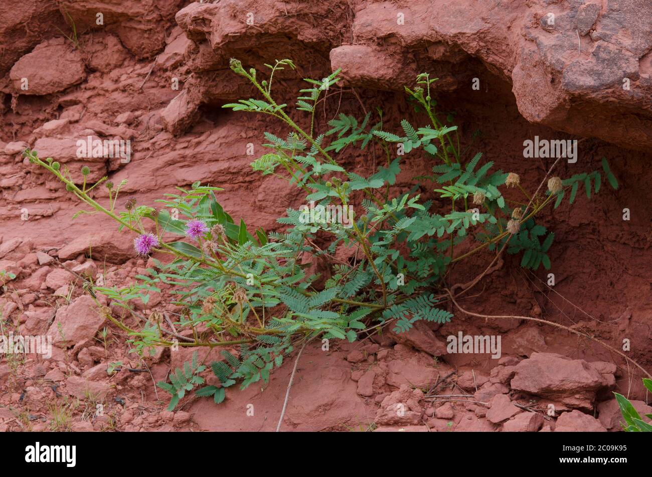 Sensitive Brier, Mimosa nuttallii Stock Photo - Alamy