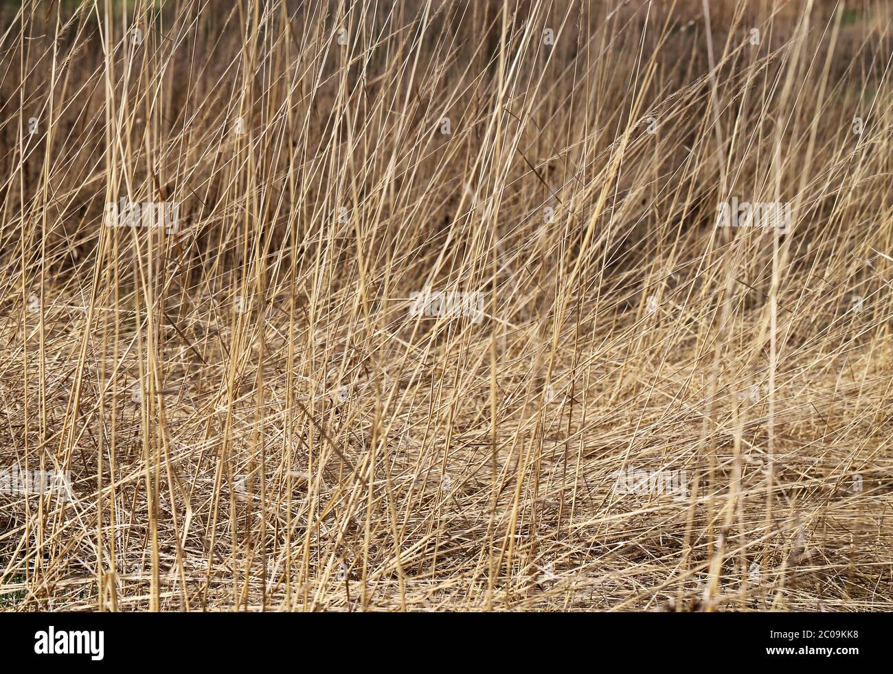 Dry grass field texture hi-res stock photography and images - Alamy