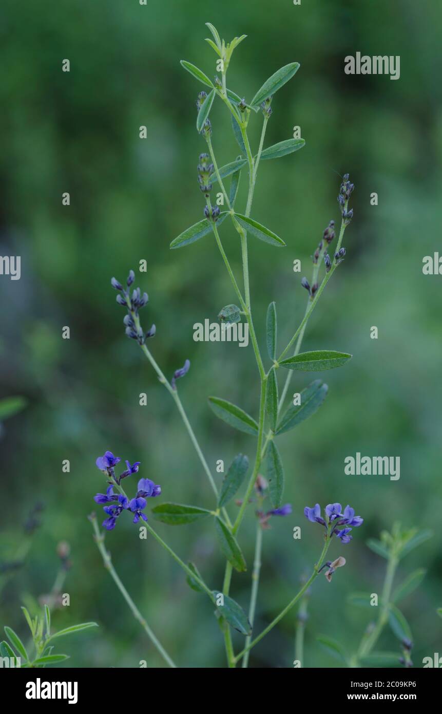 Psoralidium tenuiflorum hi-res stock photography and images - Alamy