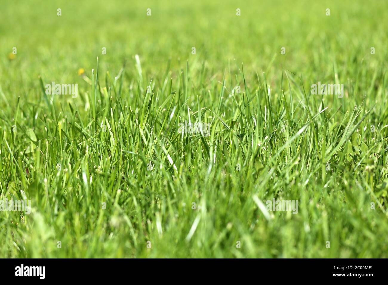 Green grass in a field Stock Photo - Alamy