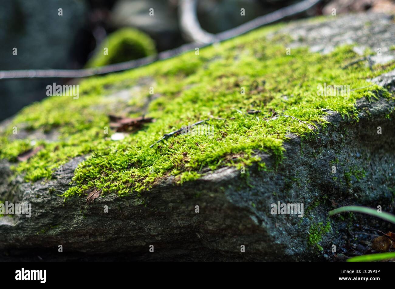 Moss and rock background hi-res stock photography and images - Alamy