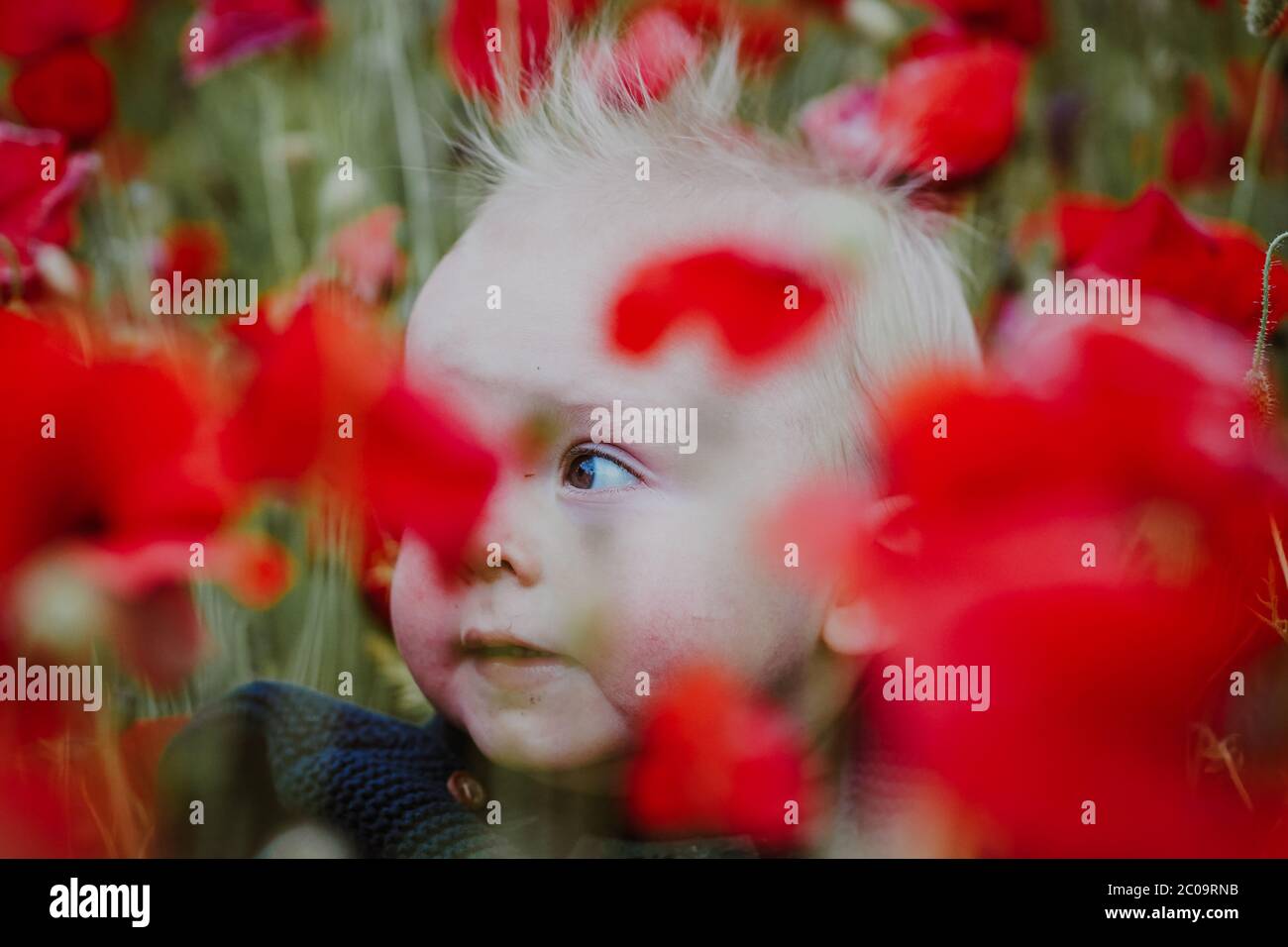 Baby poppy hi-res stock photography and images - Alamy